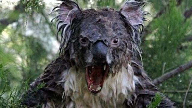 Angry Koala MEME Generator - Create Angry Koala Memes Online Free