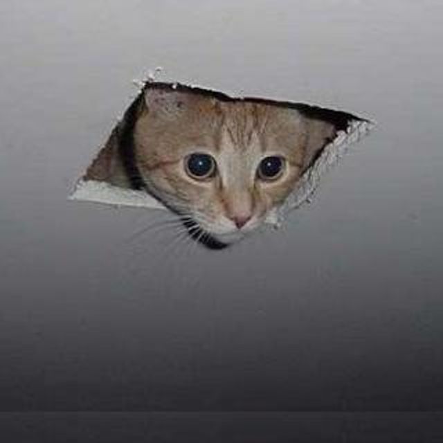 Ceiling Cat MEME Generator - Create Ceiling Cat Memes Online Free