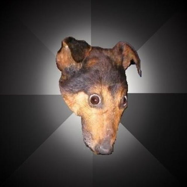Depression Dog MEME Generator - Create Depression Dog Memes Online Free