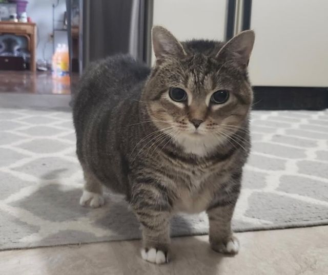 Ethel The OIIA Cat MEME Generator - Create Ethel The OIIA Cat Memes ...