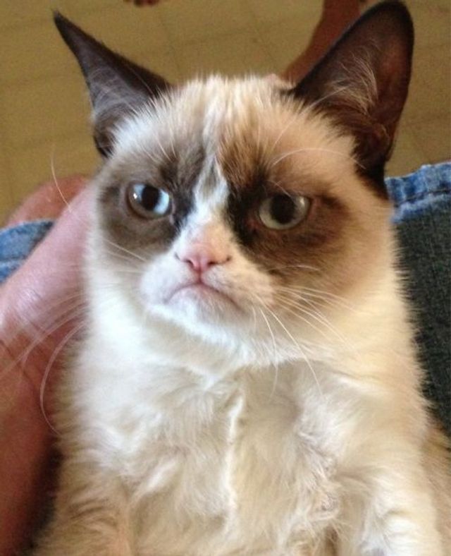 Grumpy Cat MEME Generator - Create Grumpy Cat Memes Online Free