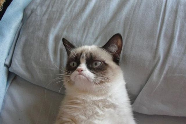 Grumpy Cat Bed MEME Generator - Create Grumpy Cat Bed Memes Online Free