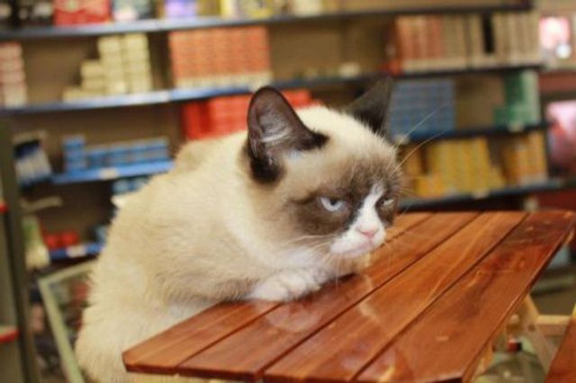 Grumpy Cat Table MEME Generator - Create Grumpy Cat Table Memes Online Free
