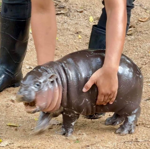 Moo Deng The Baby Hippo MEME Generator - Create Moo Deng The Baby Hippo ...
